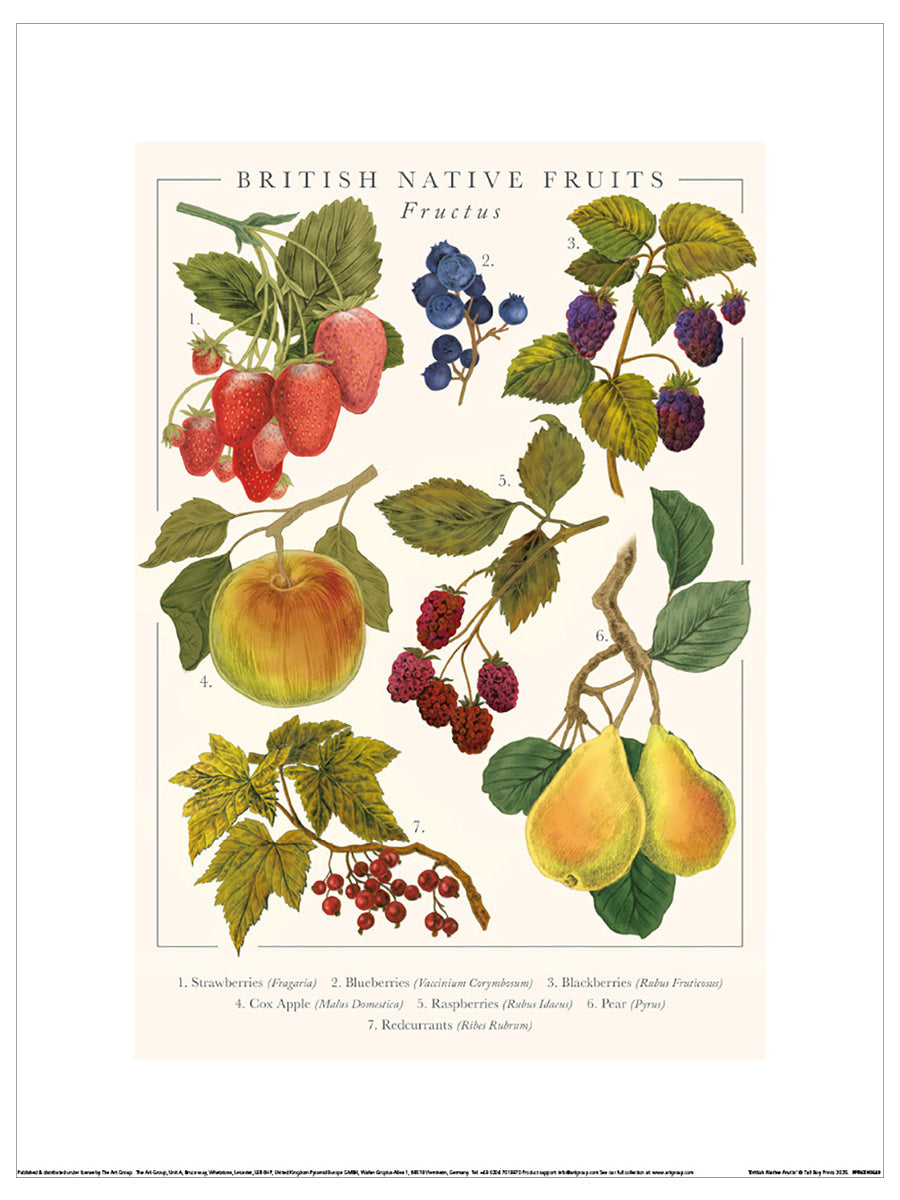 British Native Fruits, Tall Boy Prints